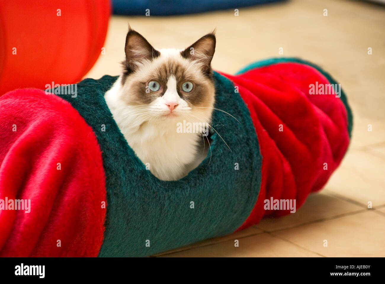 Seal bicolor Ragdoll female kitten age six months playing in a toy ...