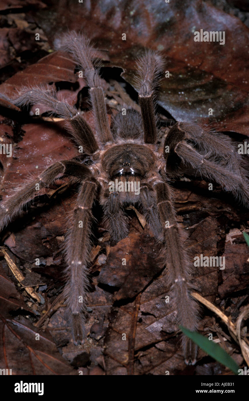 Tarantula Family Theraphosidae Sabah Borneo Stock Photo - Alamy