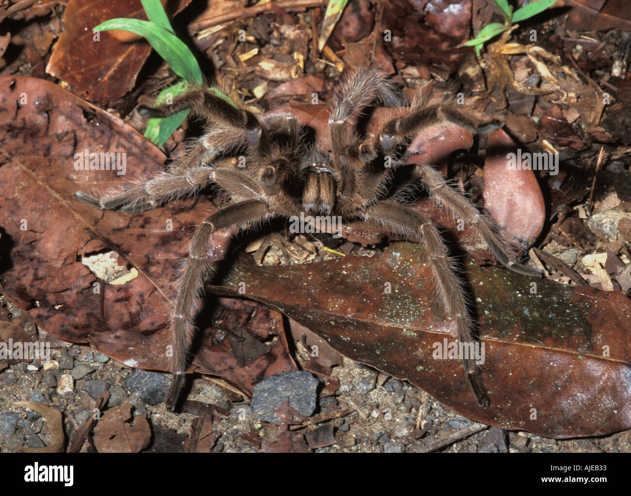 Family theraphosidae hi-res stock photography and images - Alamy