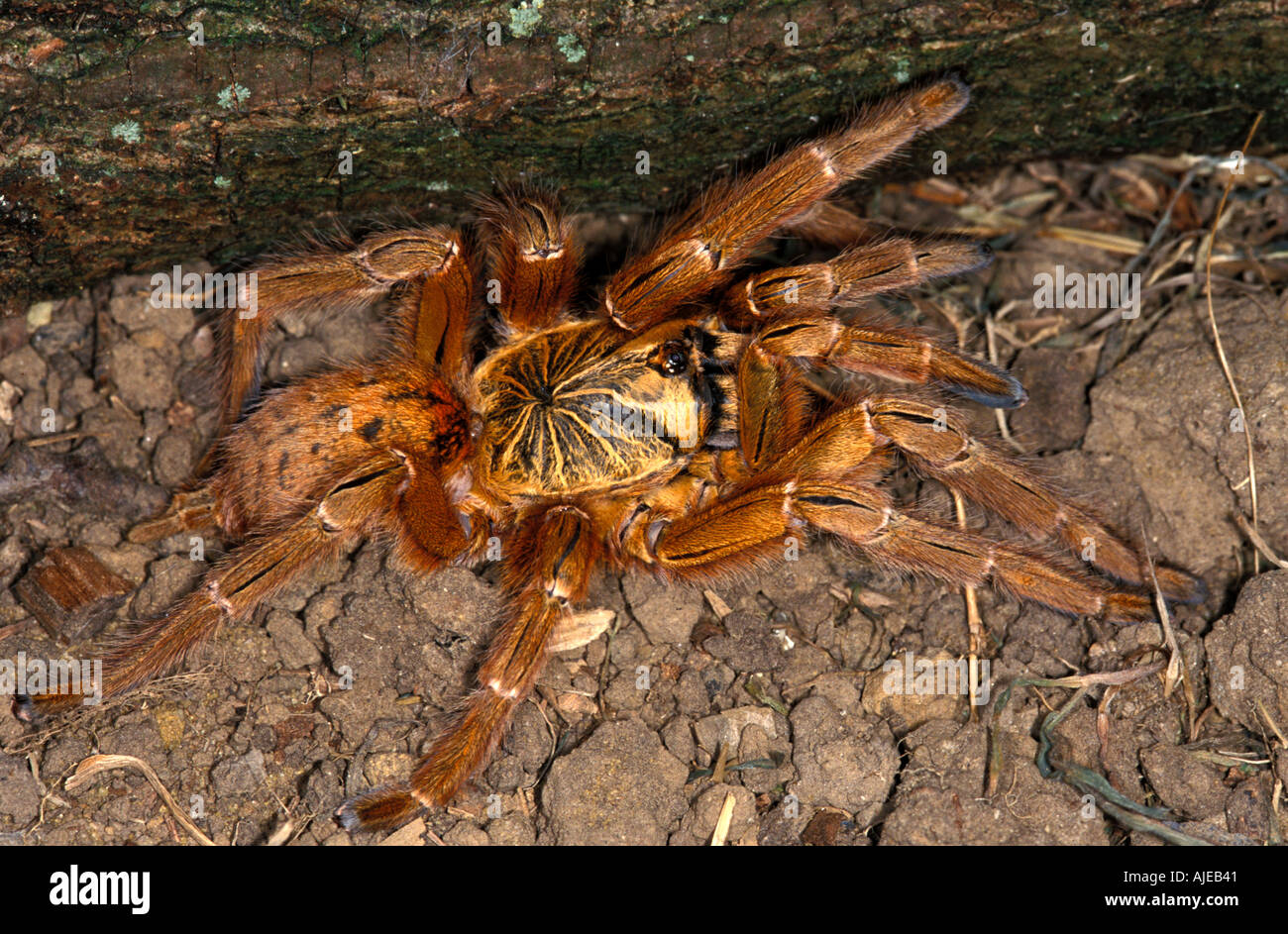Togo or Starburst Baboon Spider Hetroscodra maculata Tarantula Stock ...