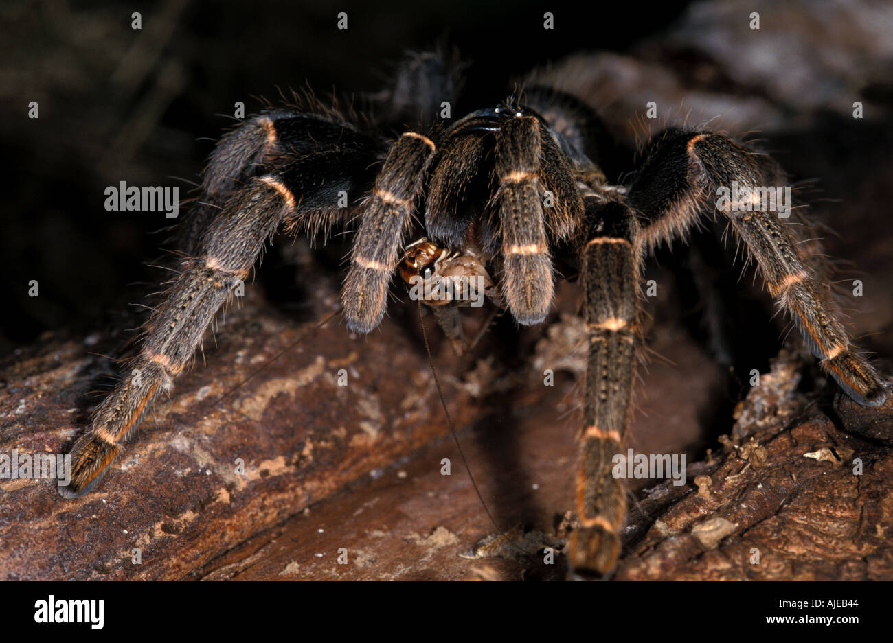 Maculata tarantula hi-res stock photography and images - Alamy
