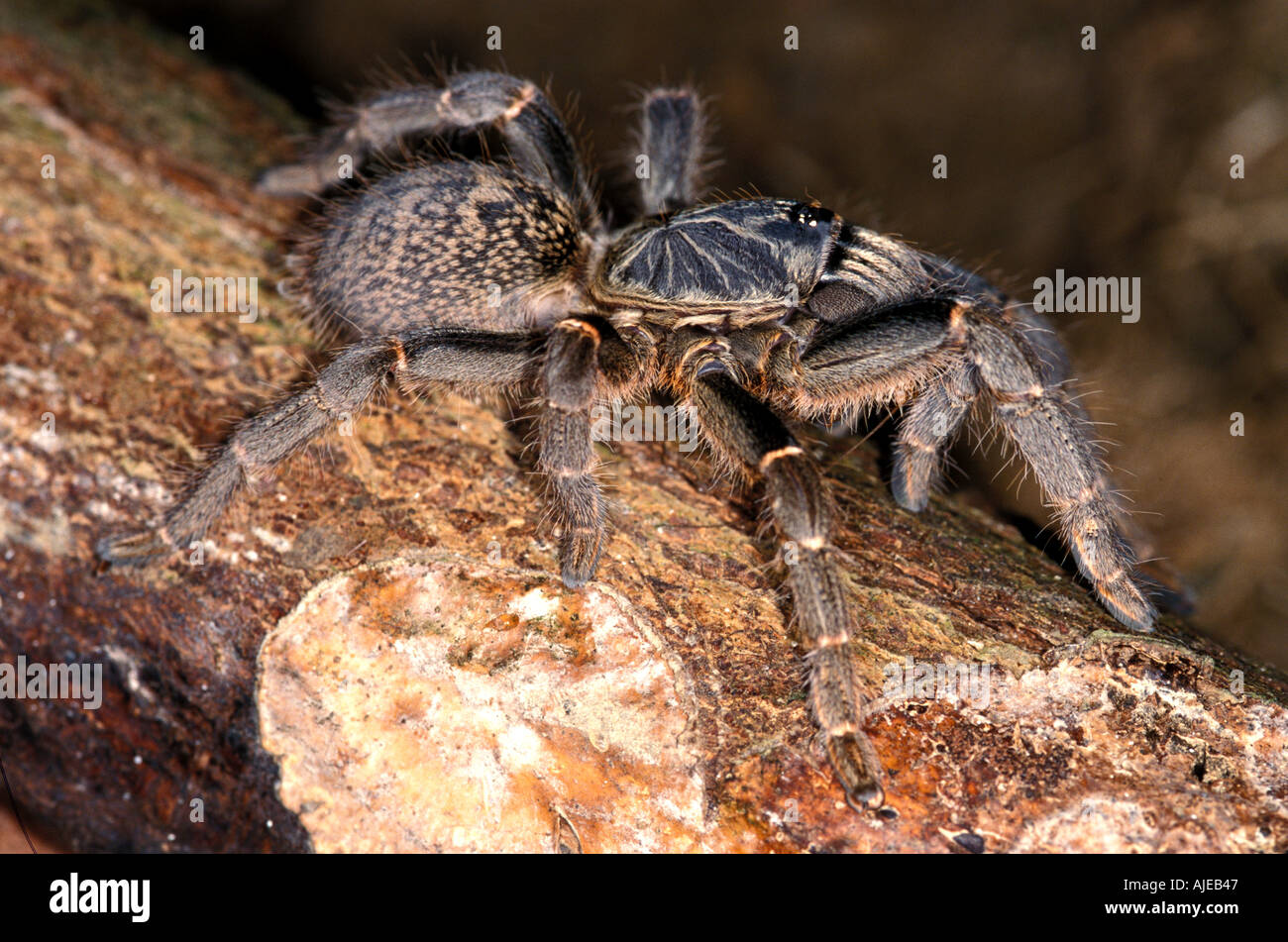 Togo or Starburst Baboon Spider Hetroscodra maculata Tarantula Stock ...