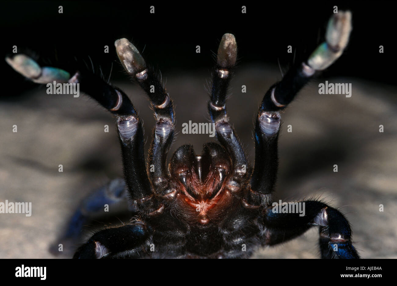 Blue spider hi-res stock photography and images - Alamy