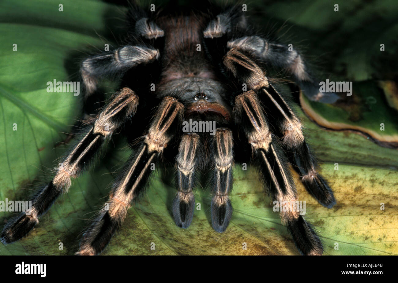 Brazilian Red White Spider Vitalis cristata Tarantula Stock Photo - Alamy