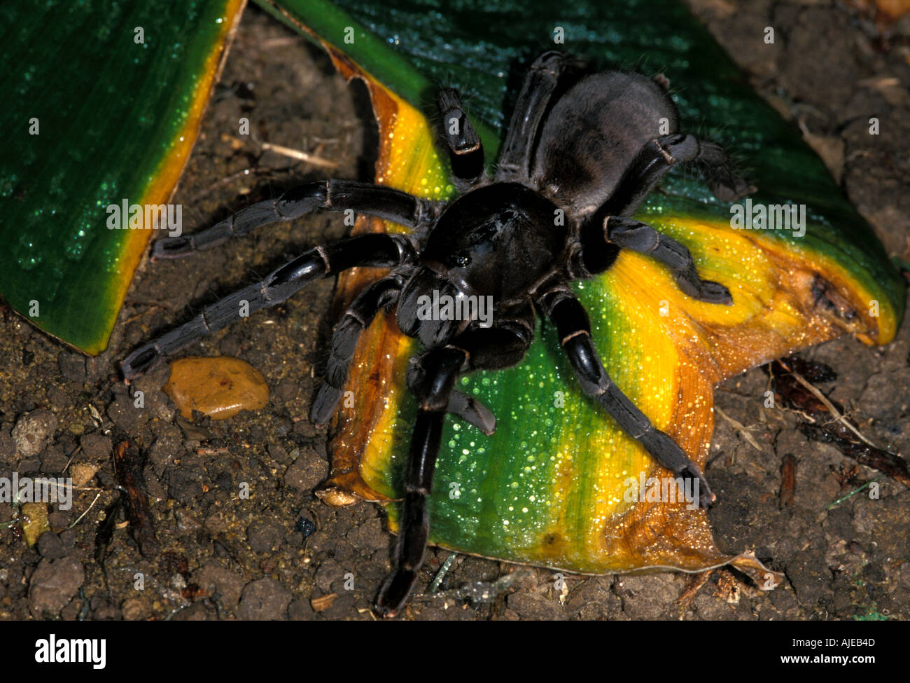 Earth Tiger Tarantula
