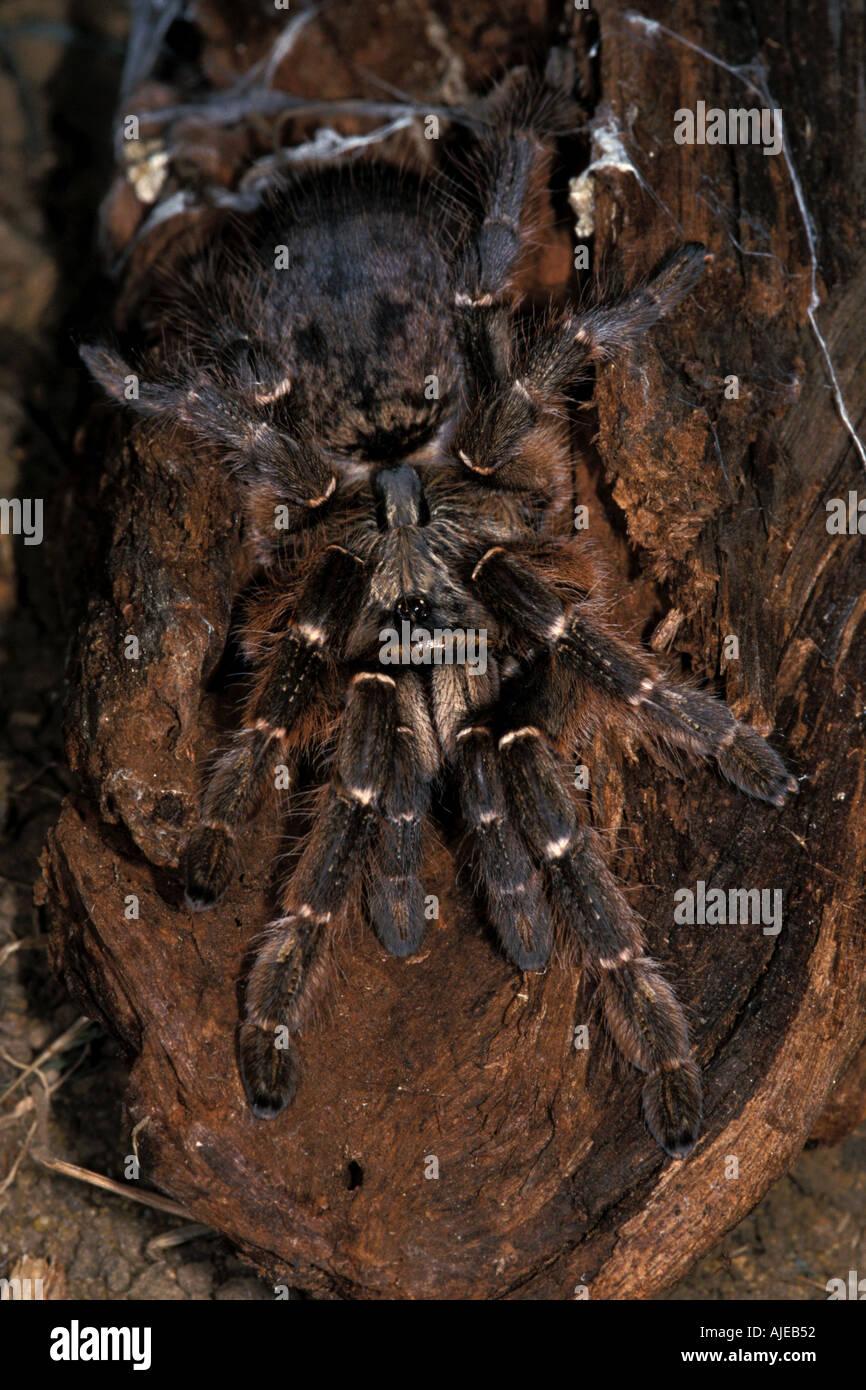 Tarantula Horned Baboon Spider Ceratogyrus bechuanicus Stock Photo - Alamy
