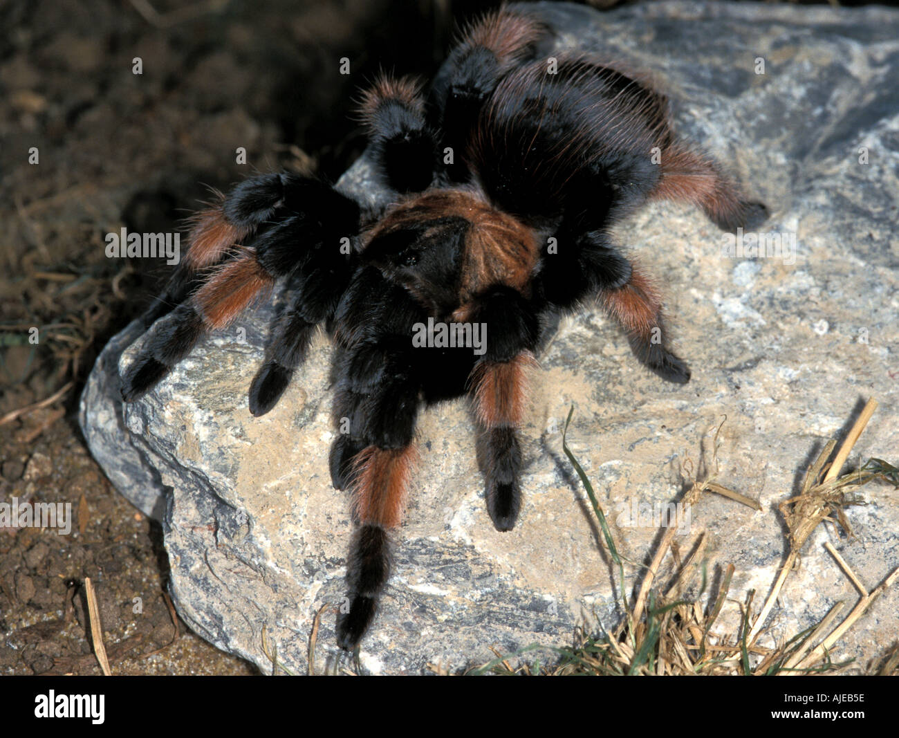 Tarantula Mexican Red Leg Spider Brachypelma emelia Stock Photo - Alamy