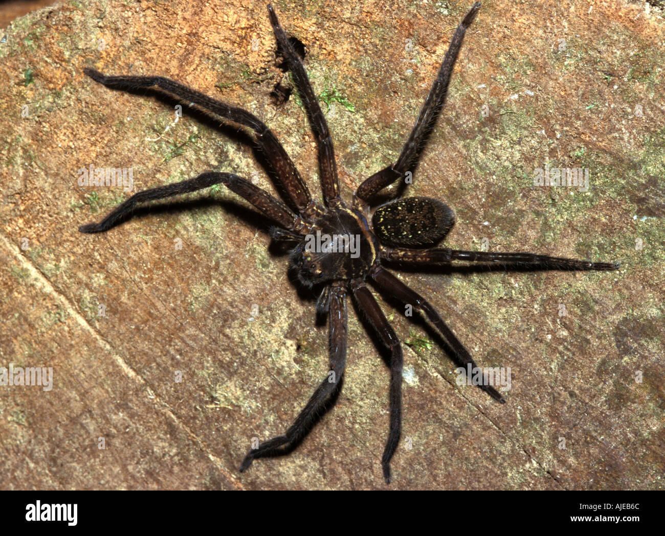Borneo spider hi-res stock photography and images - Alamy