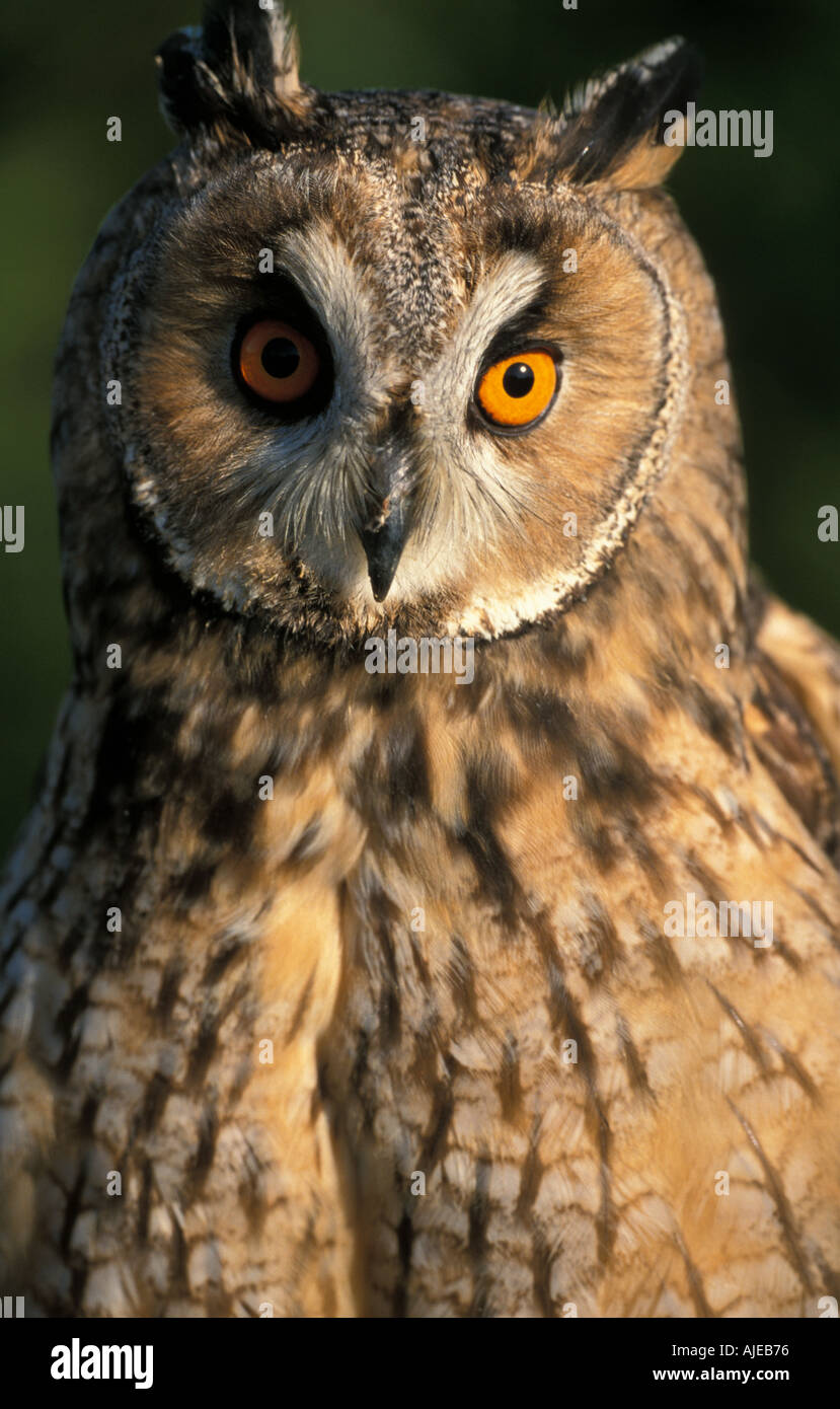 Abstract owl hi-res stock photography and images - Alamy