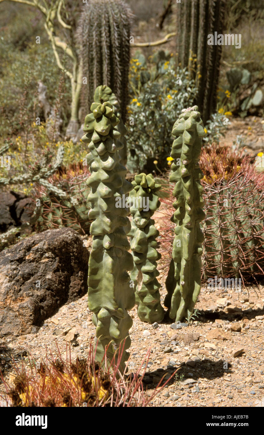 Arizona USA Sonoran Desert Museum Flora Fauna Senita Whisker Cactus ... Arizona USA Sonoran Desert Museum Flora Fauna Senita Whisker Cactus ...