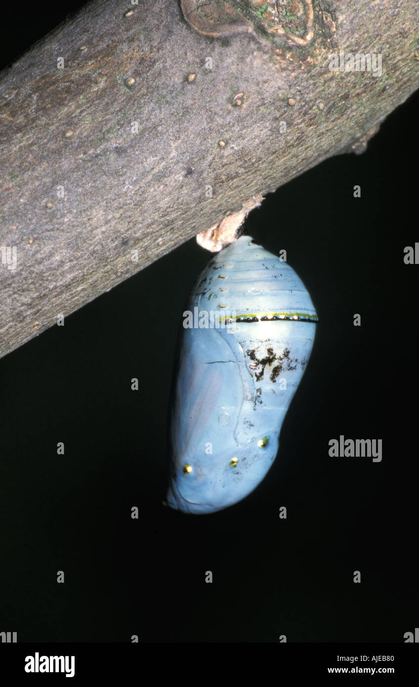 Chrysalis Butterfly Stock Photos & Chrysalis Butterfly Stock Images - Alamy