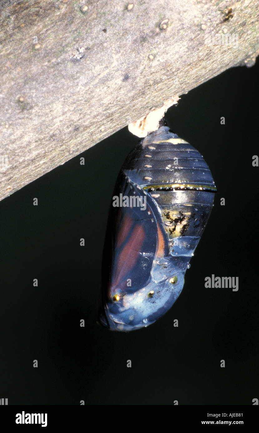 Monarch Butterfly pupa chrysalis Stock Photo - Alamy