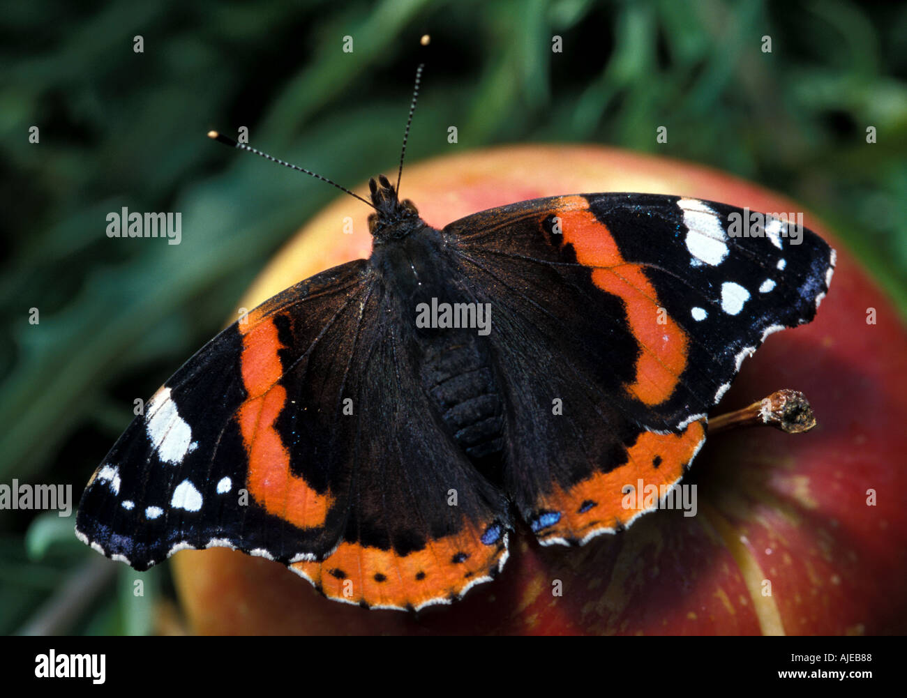 Adult butterfly in nature hi-res stock photography and images - Alamy