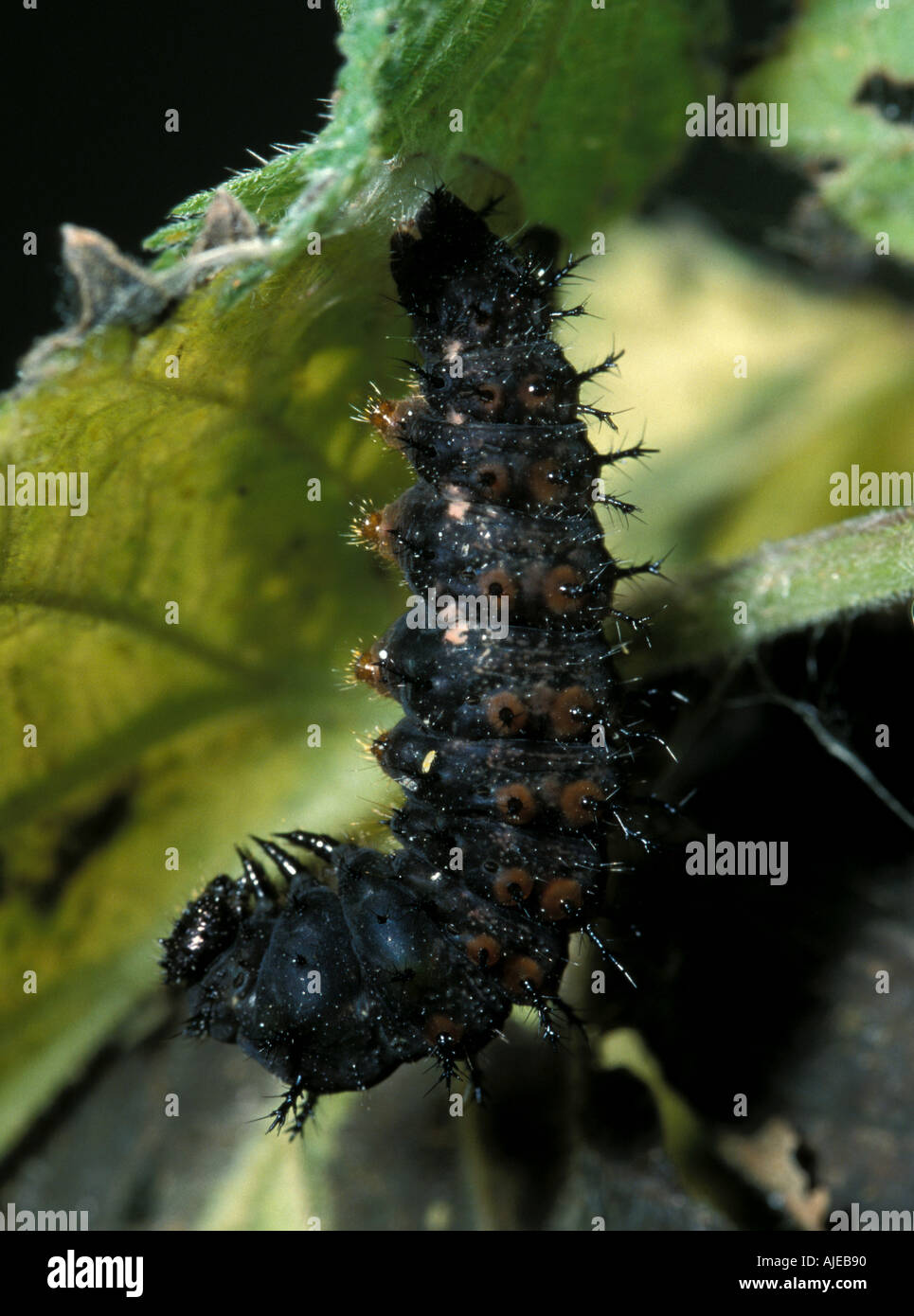 Red Admiral Butterfly Vanessa atalanta caterpillar larvae hanging on ...
