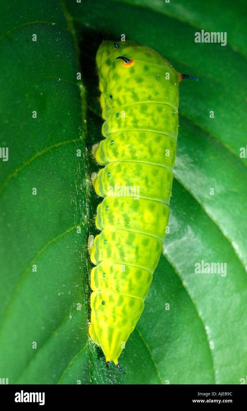 Caterpillar graphium agamemnon hi-res stock photography and images - Alamy