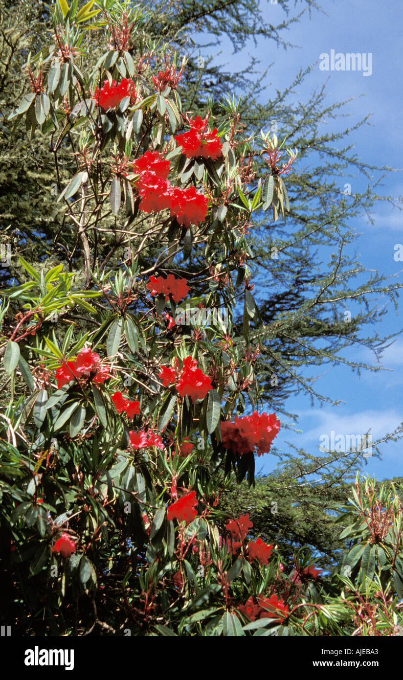 Cork azalea hi-res stock photography and images - Alamy