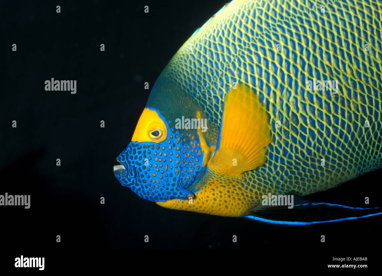 Blue faced Angel fish Stock Photo - Alamy