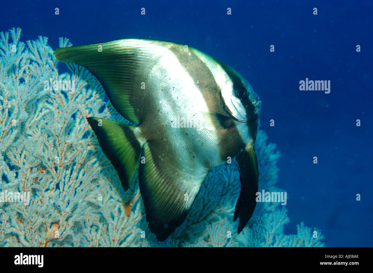 Long fin fish hi-res stock photography and images - Alamy