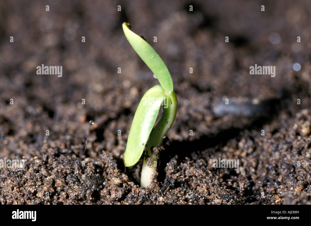 Sunflowers Helianthus annuus seedling shoot sprouting out of soil ...