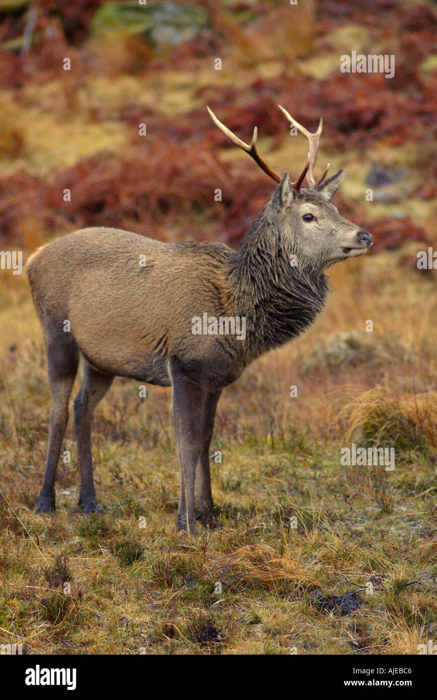 Scottish red deer hi-res stock photography and images - Alamy