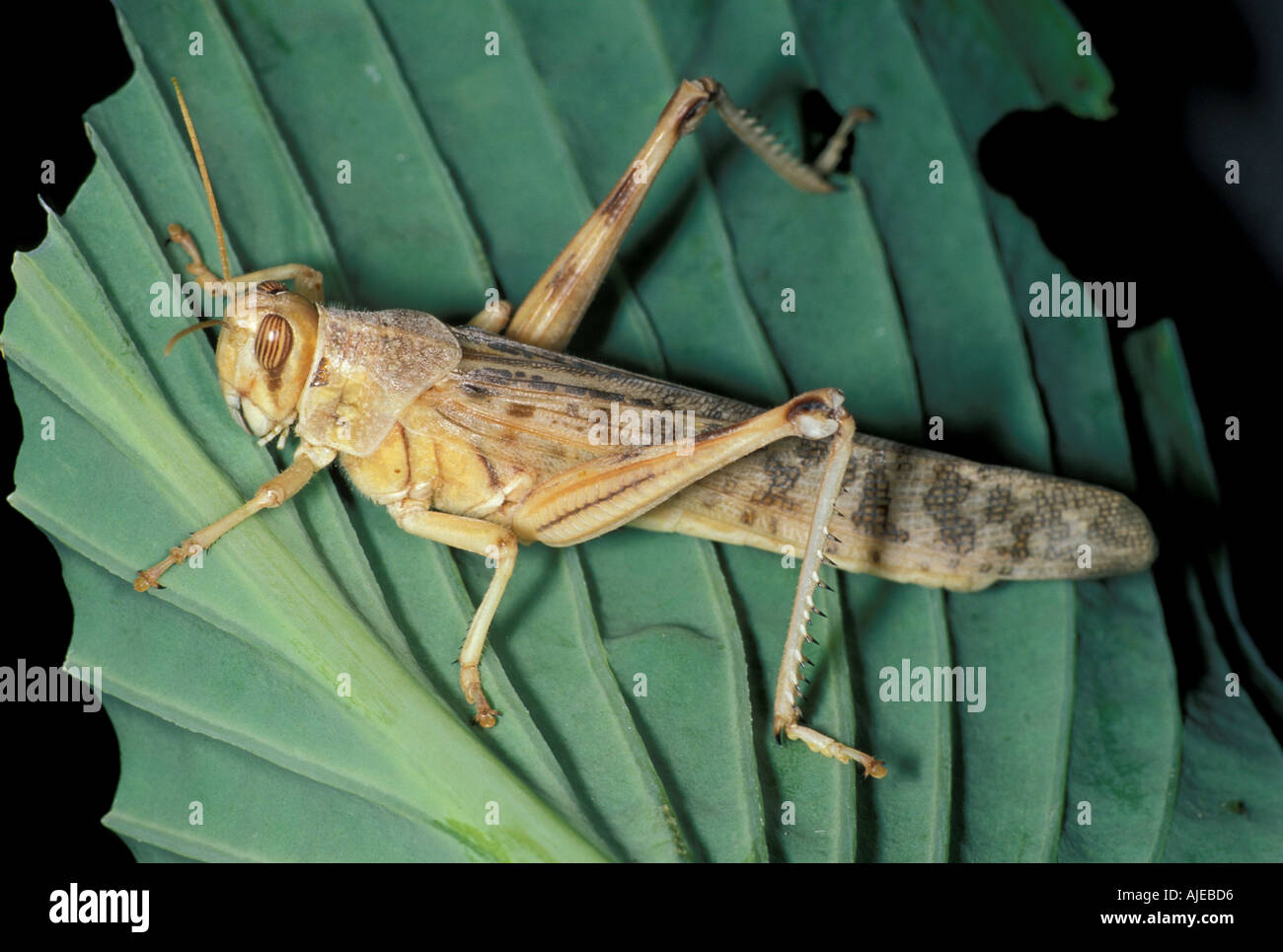 The locust hi-res stock photography and images - Alamy