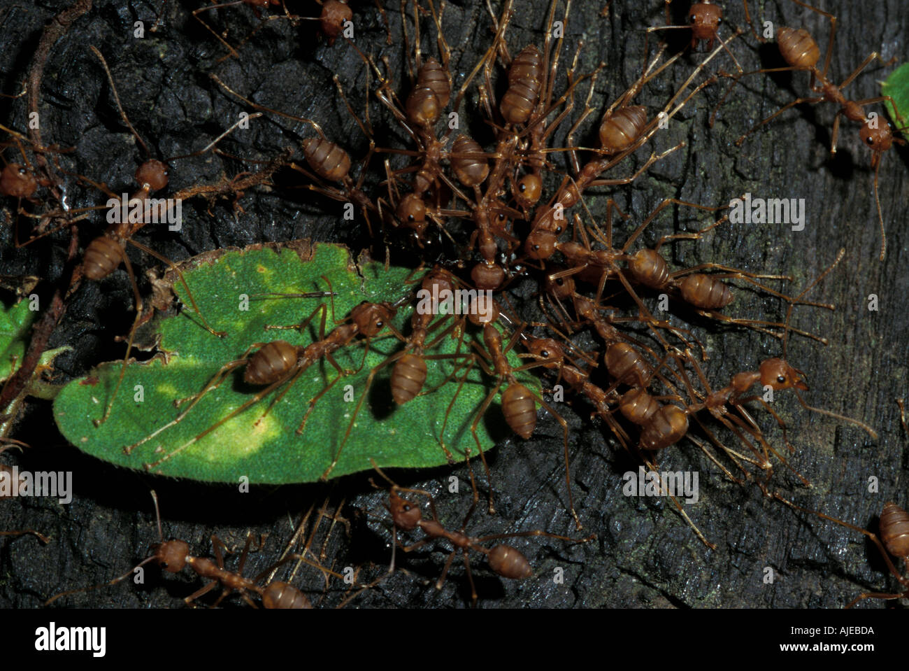 Ants Family formicadae Sabah Borneo Stock Photo - Alamy