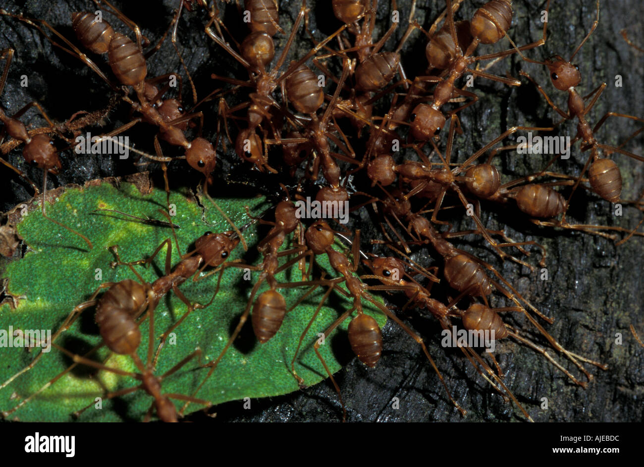 Ants Family formicadae Sabah Borneo Stock Photo - Alamy