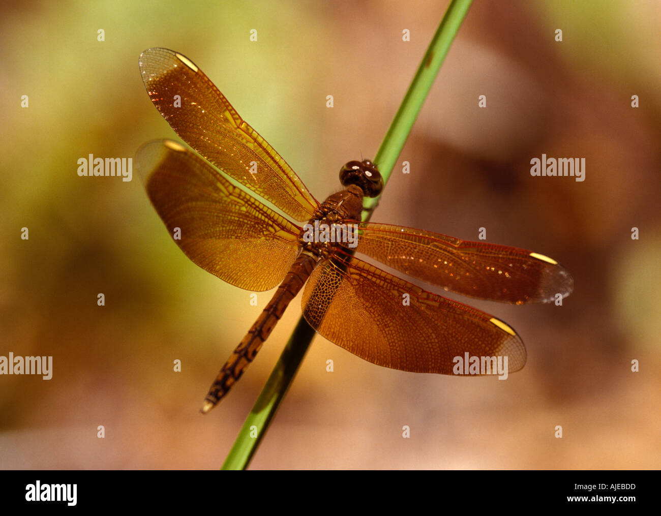 Darner Hawker Dragonfly Family Aeshnidae Sabah Borneo Stock Photo - Alamy