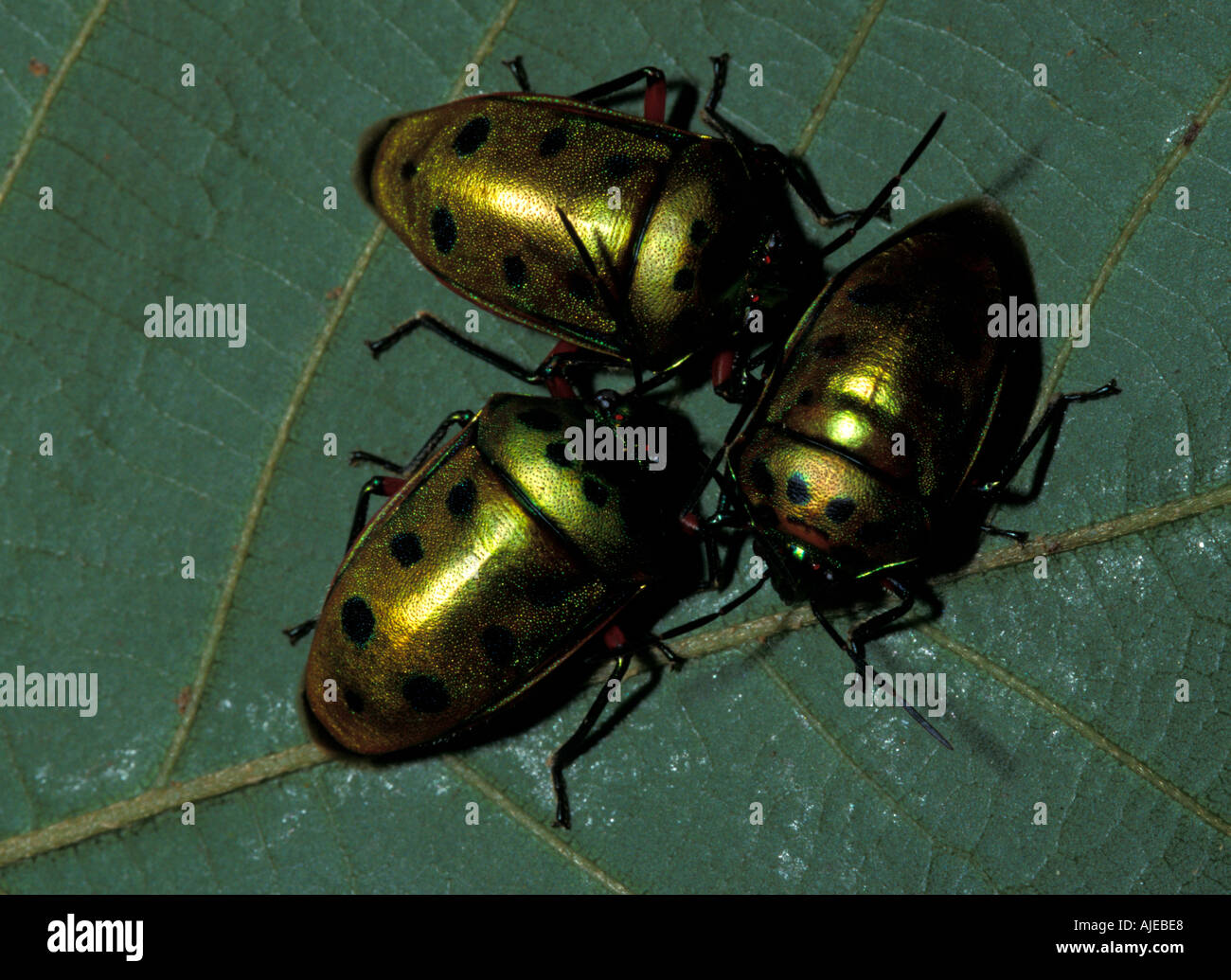Calliphara hi-res stock photography and images - Alamy