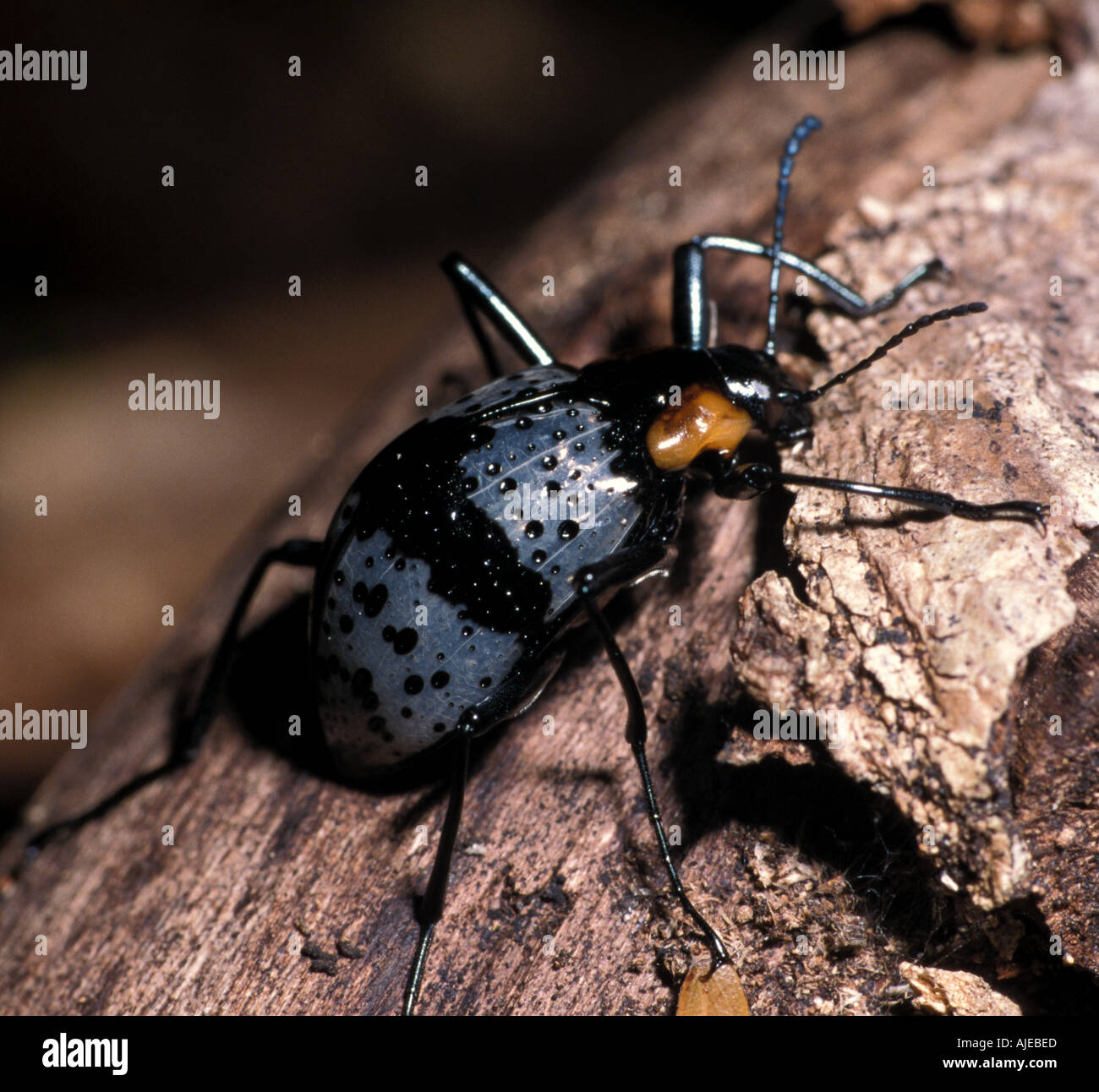 Beetle Family Coleoptera Belize Stock Photo - Alamy