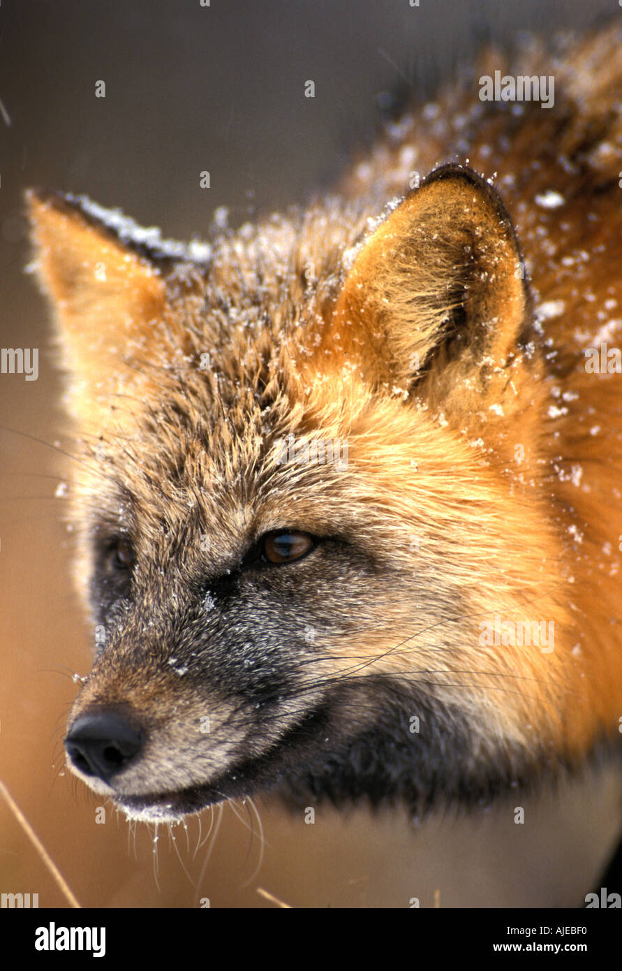 Cross phase red fox hi-res stock photography and images - Alamy