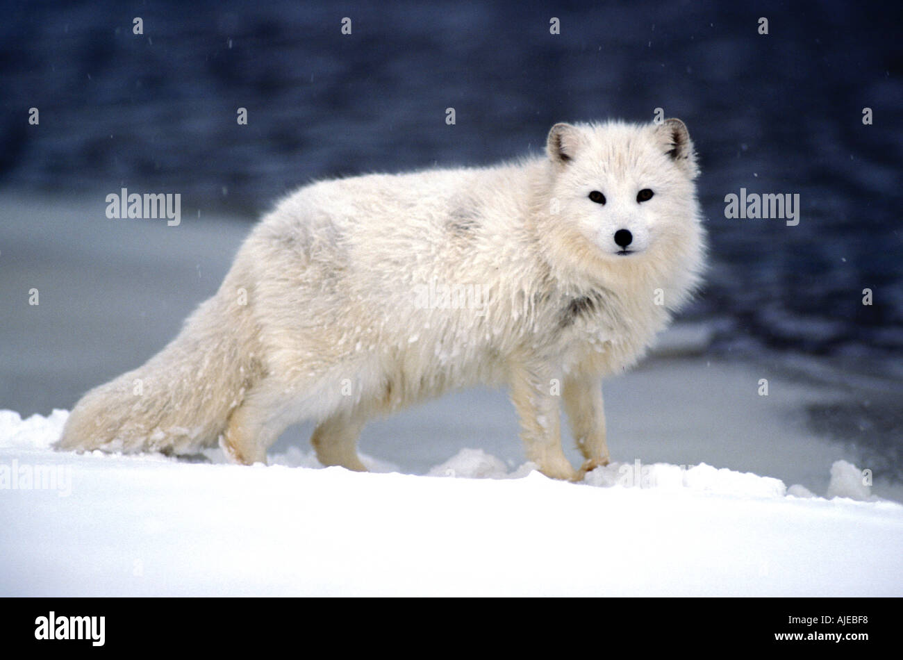 Arctic Fox Minnesota USA Stock Photo - Alamy
