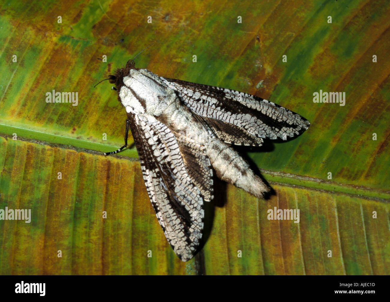 Hawk Moth Family Sphingidae Trinidad and Tobago Stock Photo - Alamy