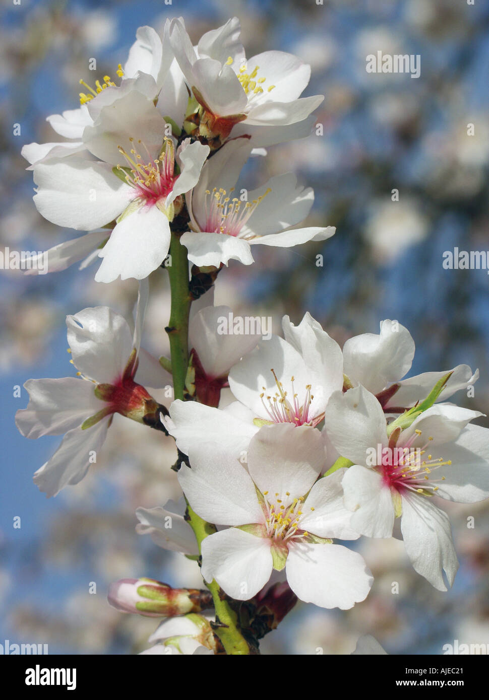 Almond tree Prunus communis or amygdalus dulcis Stock Photo - Alamy