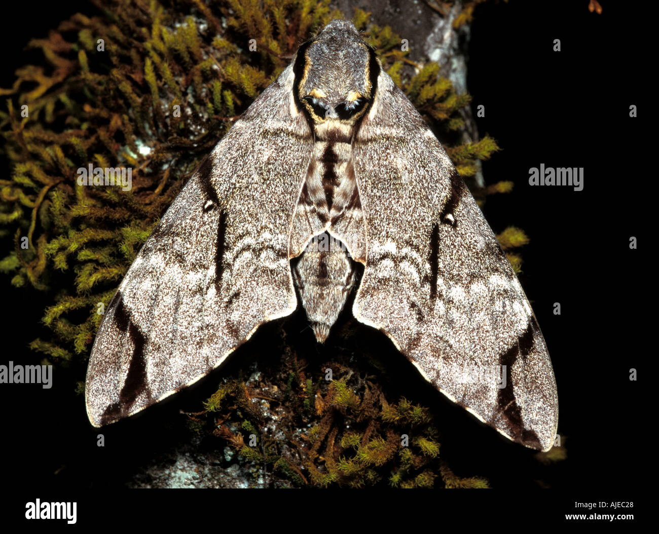 Moth species unknown Sabah Borneo Stock Photo - Alamy
