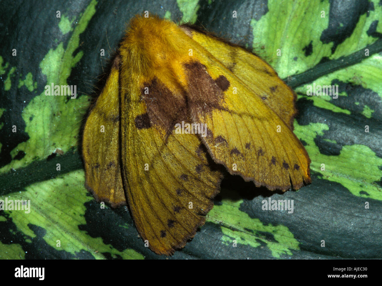 Moth sp unknown Sabah Borneo Stock Photo - Alamy