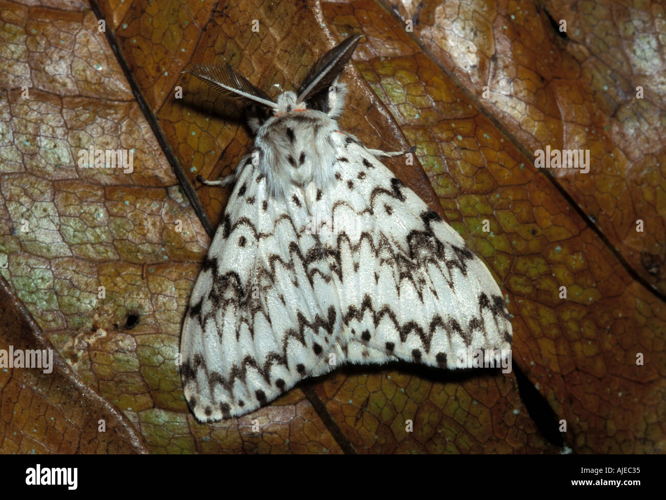 Brown mottled moth hi-res stock photography and images - Alamy