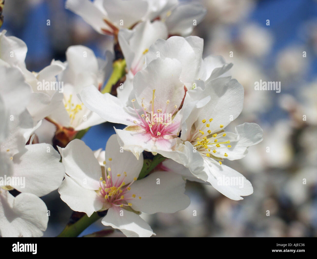 Almond tree Prunus communis or dulcis Stock Photo - Alamy