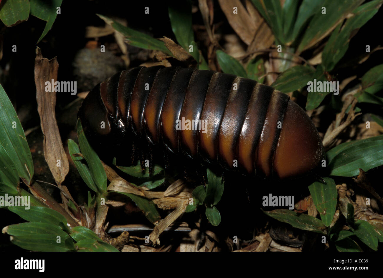 Pill Millipede Family Glomeridae Sabah Borneo sequence of curling in ...