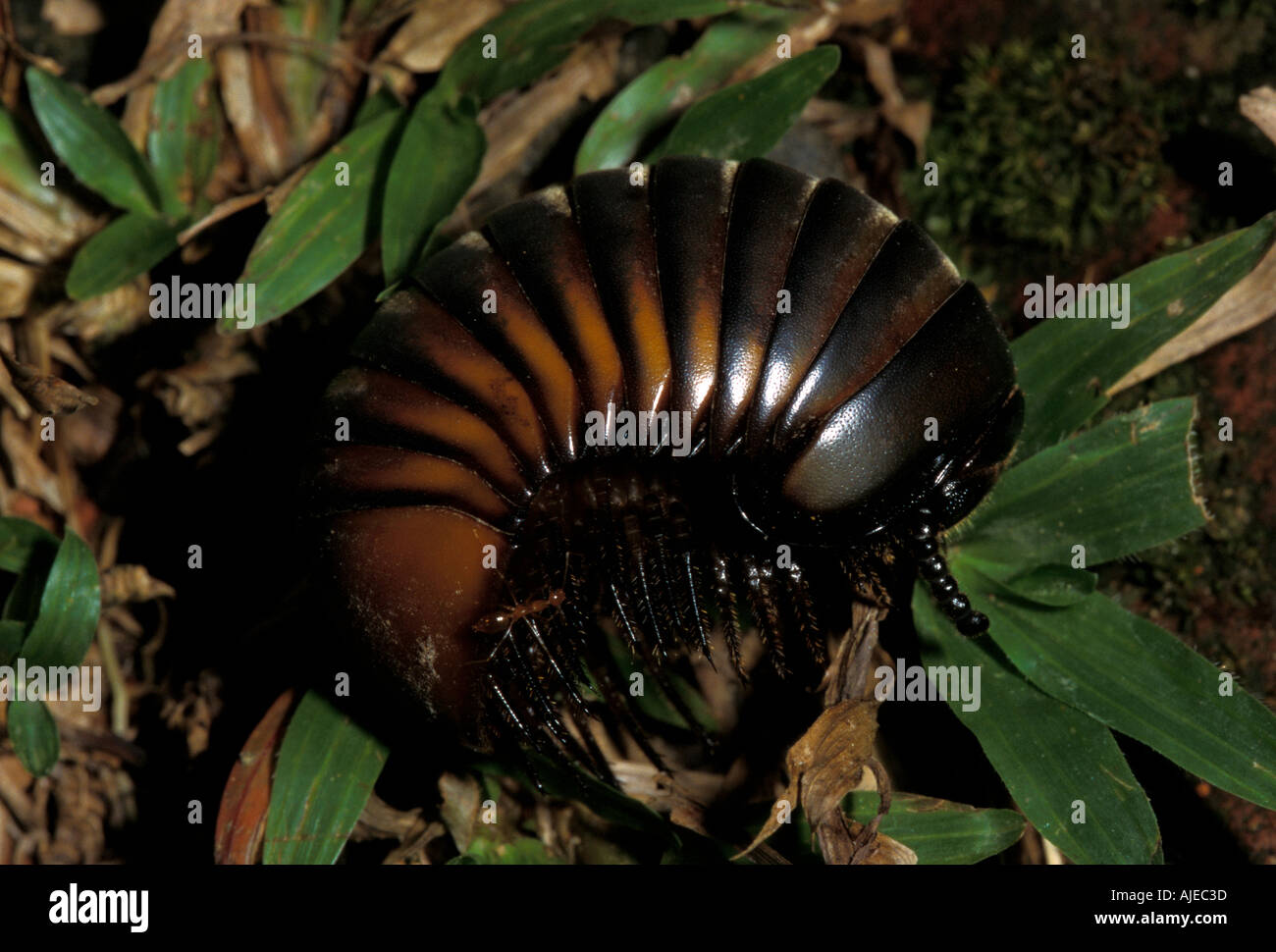 Pill Millipede Family Glomeridae Sabah Borneo sequence of curling in ...