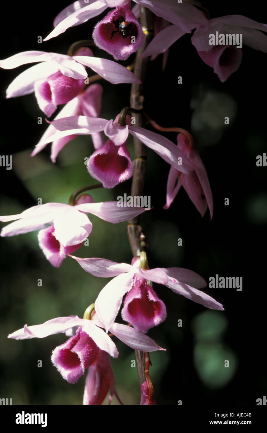 Dendrobium Orchid Arosmum sp Sabah Borneo Stock Photo - Alamy