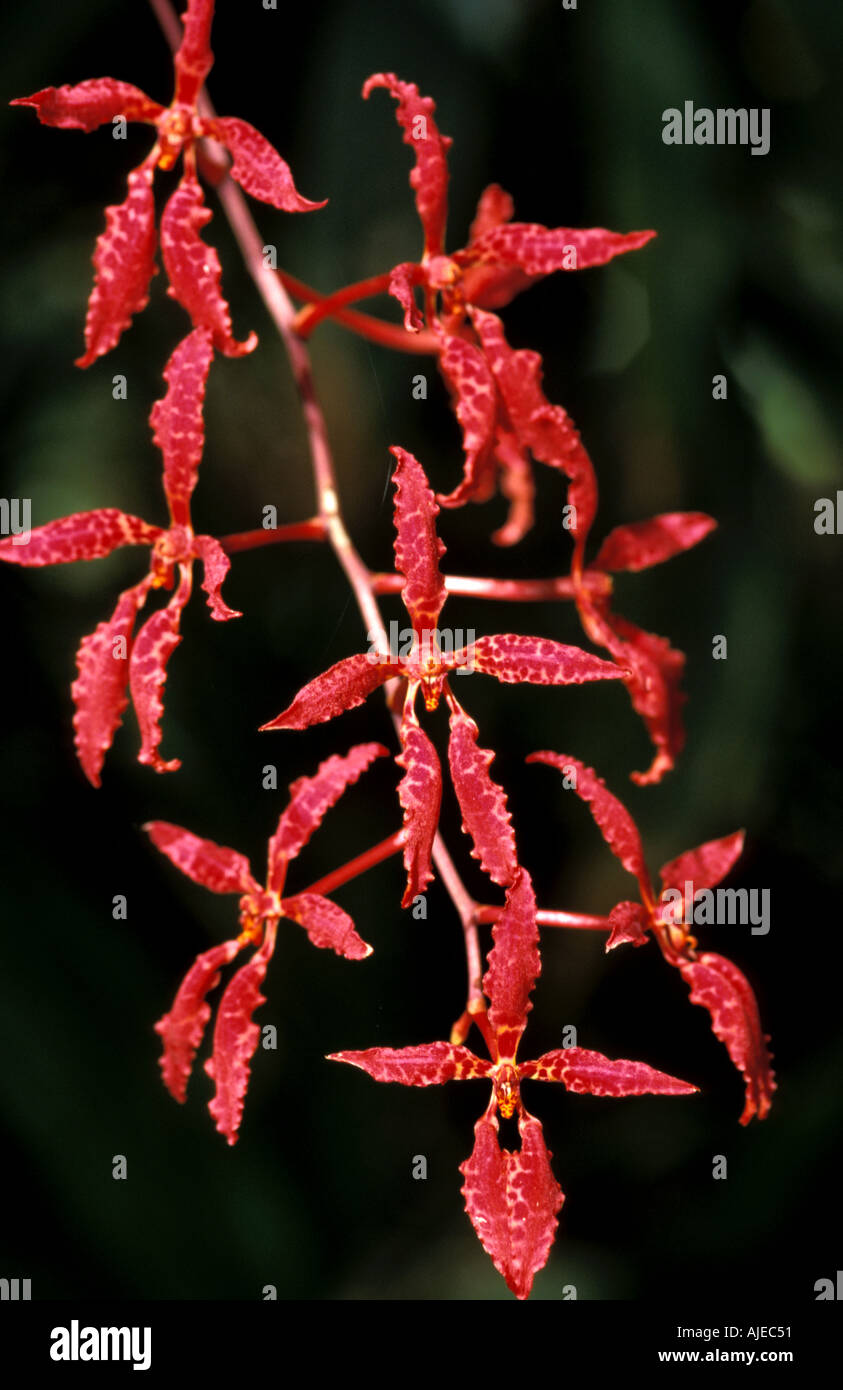 Renanthera orchid hi-res stock photography and images - Alamy