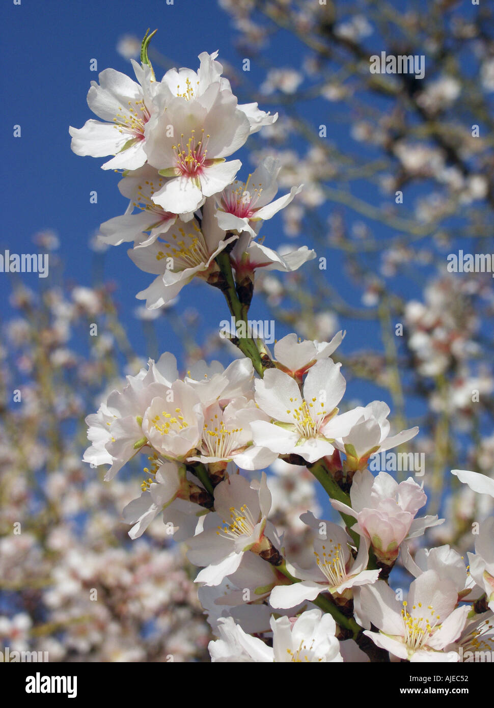Almond tree Prunus communis or amygdalus dulcis Stock Photo - Alamy