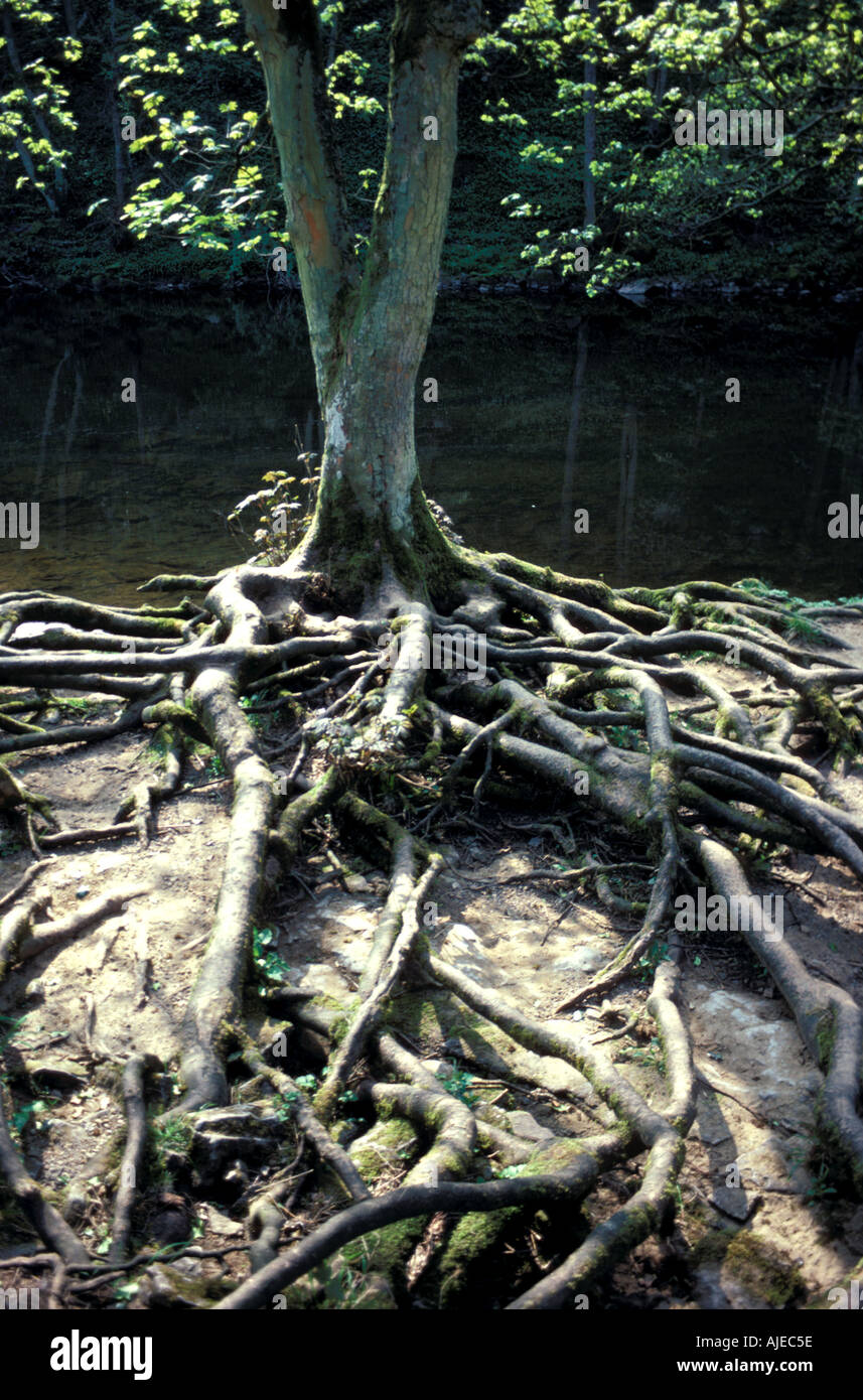 Tree exposed root system Stock Photo - Alamy