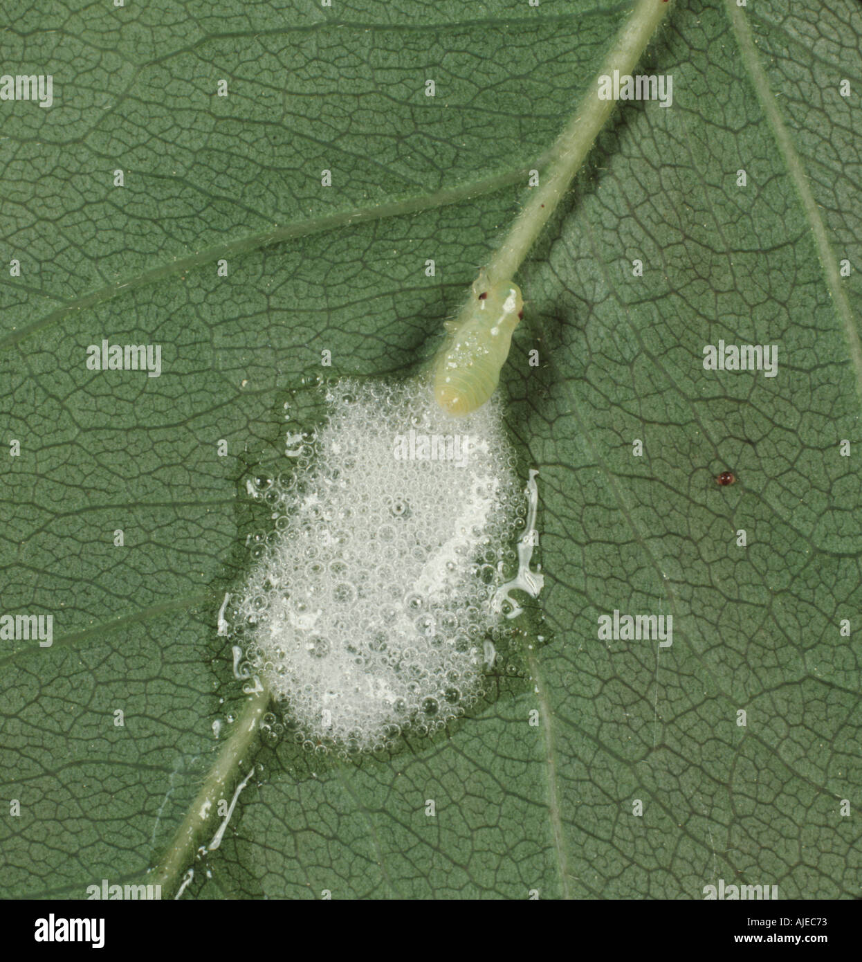 A common froghopper Philaenus spumarius nymph on leaf surrounded by ...