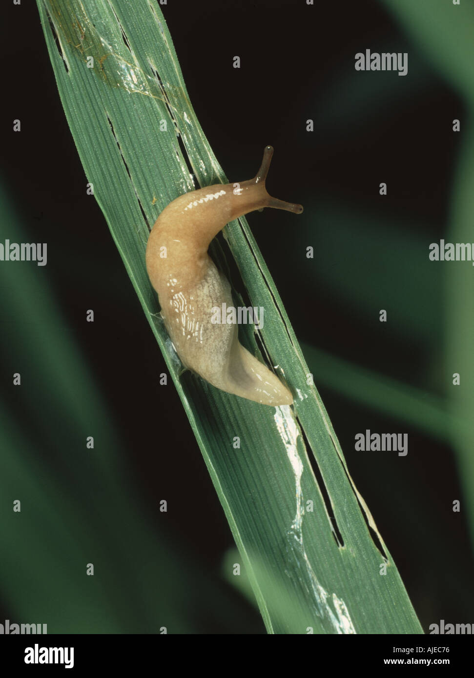 A grey field slug Deroceras reticulatum with slime trail and damage on ...