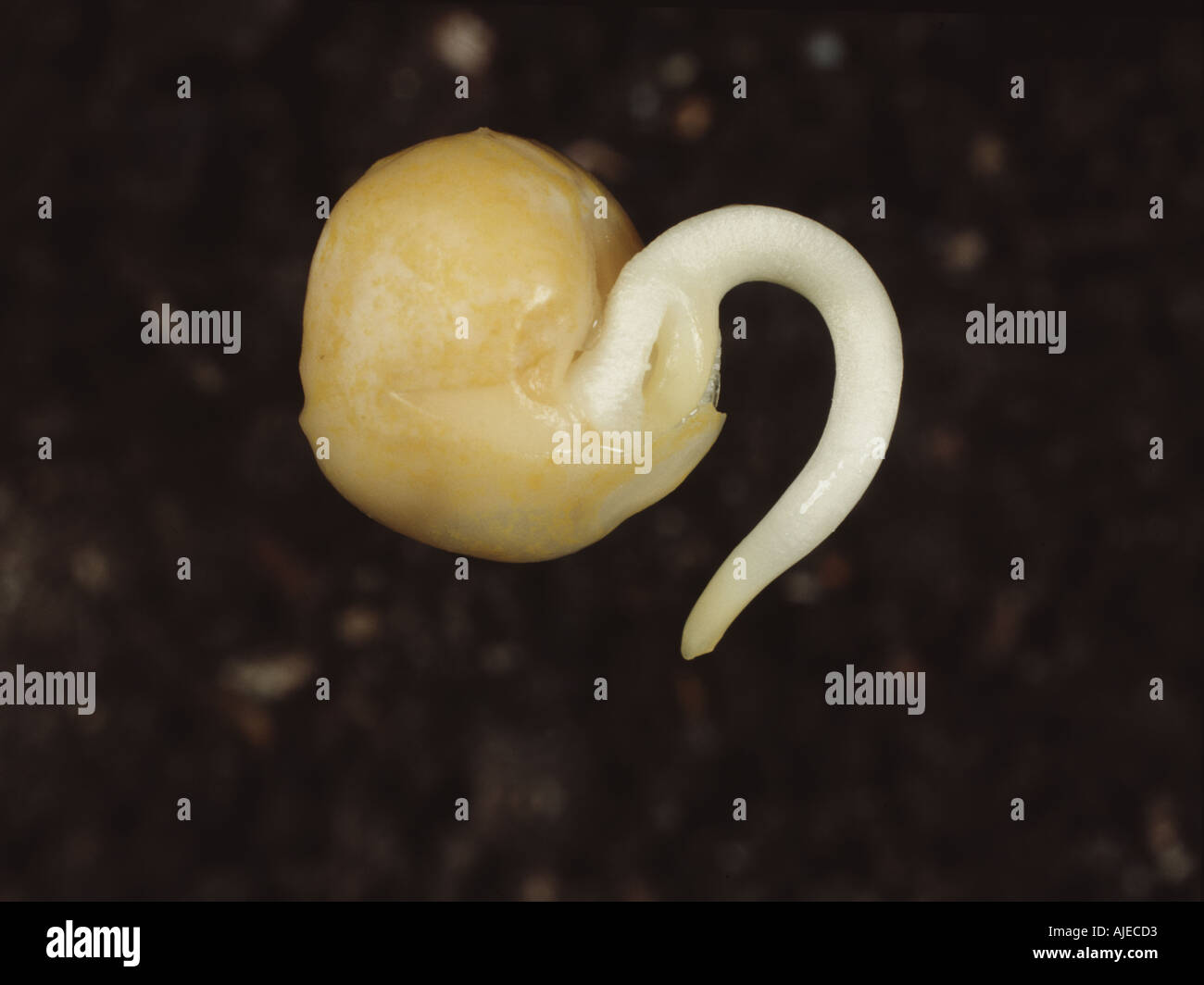 Snap Pea Seeds Germinating