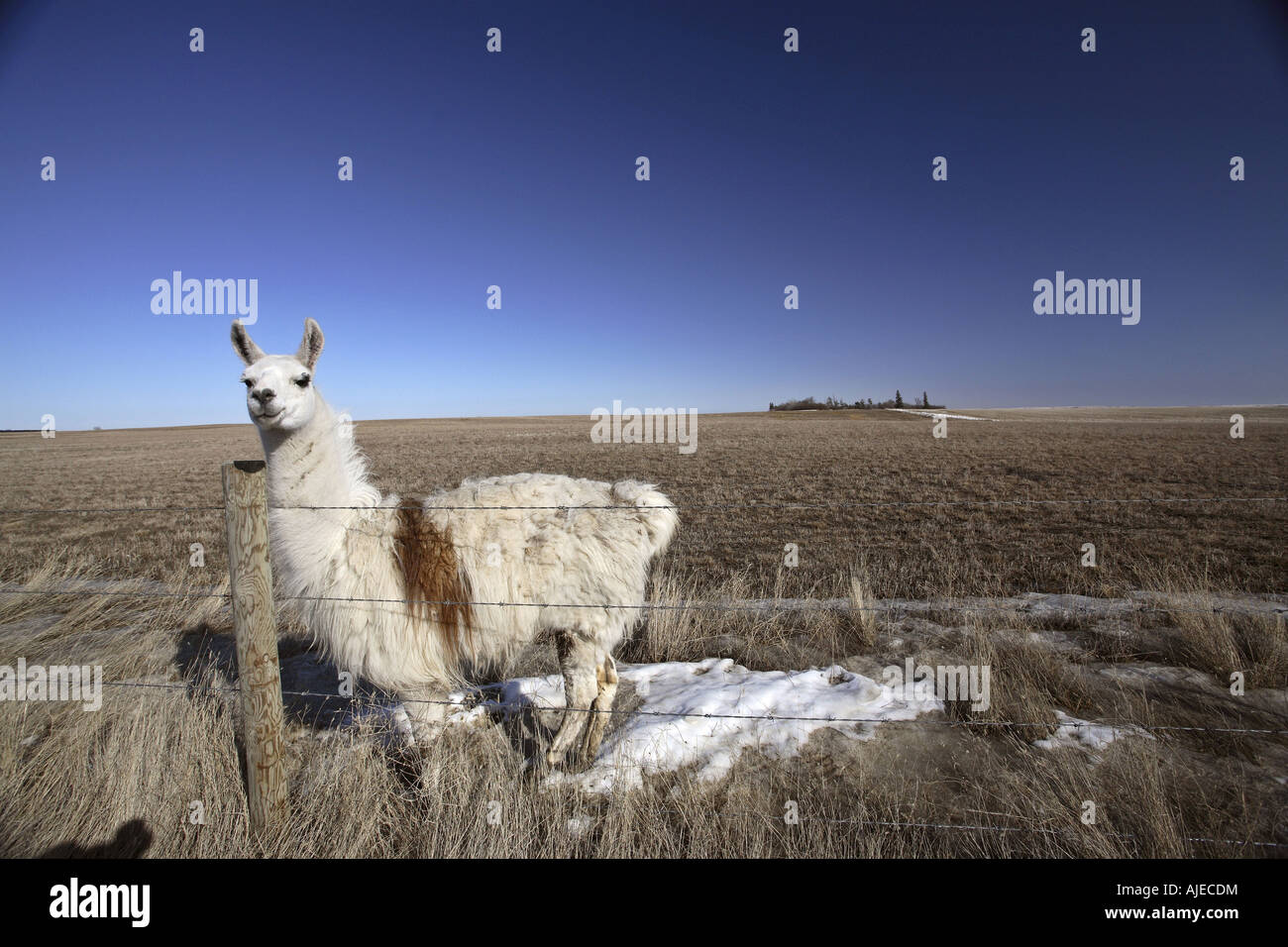llama by barbed wire fence Stock Photo - Alamy