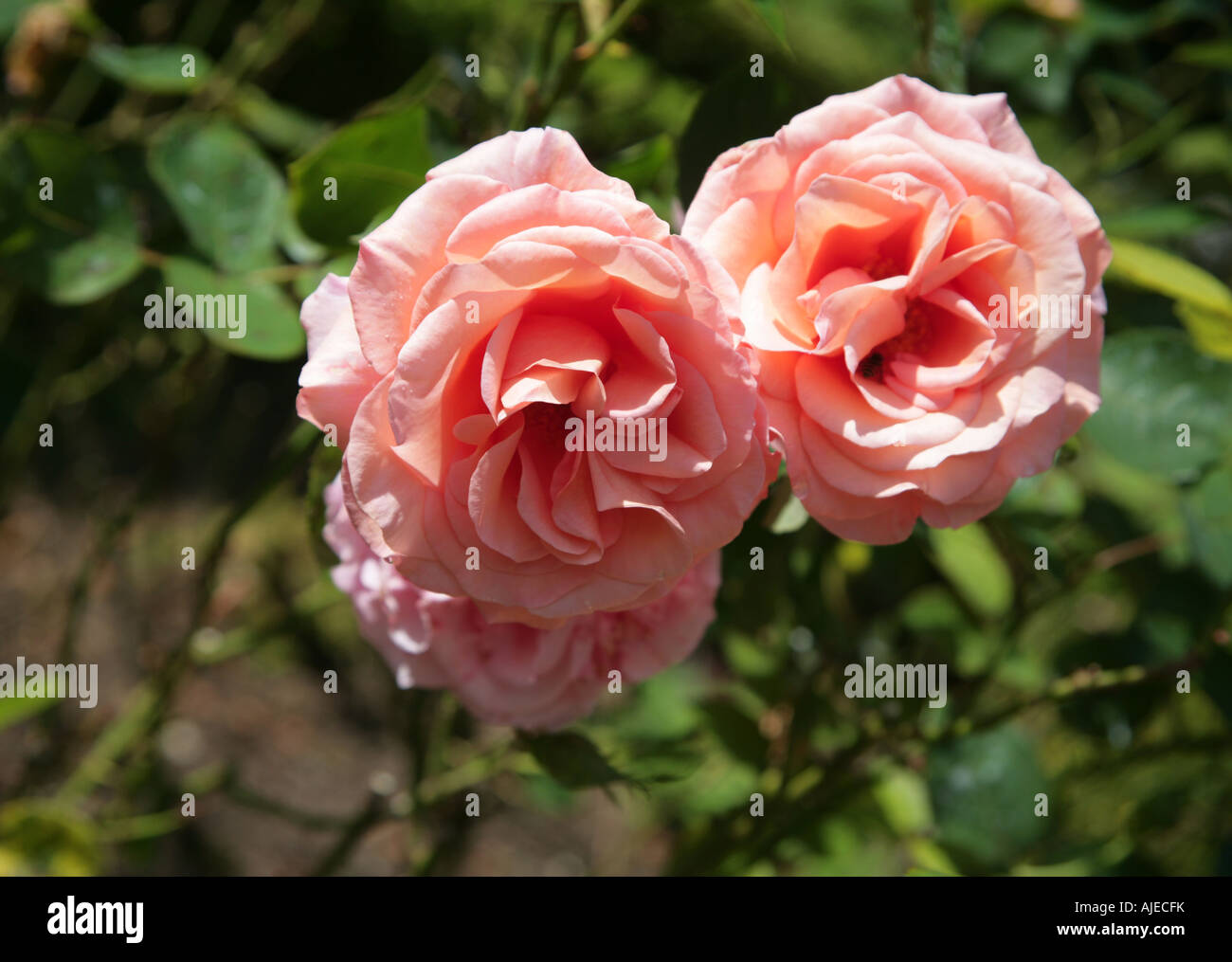 Rosa Abraham Darby shrub rose Stock Photo - Alamy