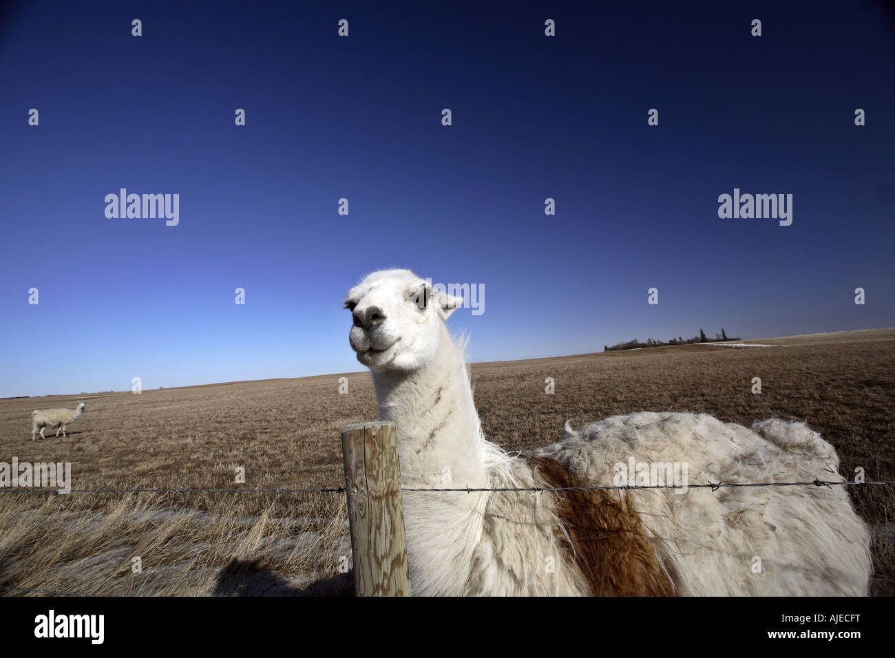 Llama with ears back by fence Stock Photo - Alamy